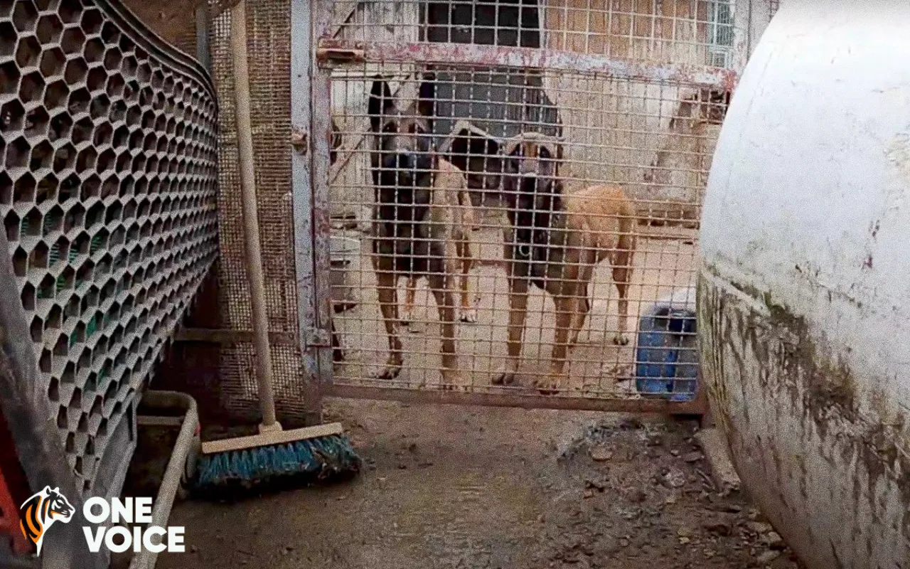 Béziers : un refuge accusé de maltraitance animale évacué par la police ...