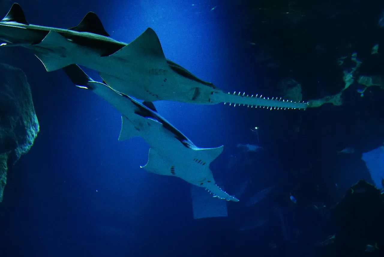 En images : le poisson-scie transféré avec succès de Brest à ...