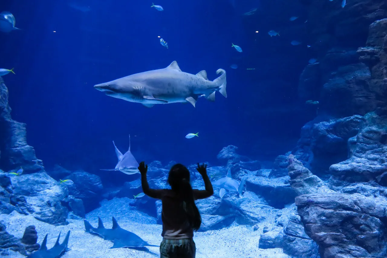 Vidéo : dans les coulisses de Planet Ocean Montpellier | La Gazette Vidéo : dans les coulisses de Planet Ocean Montpellier | La Gazette