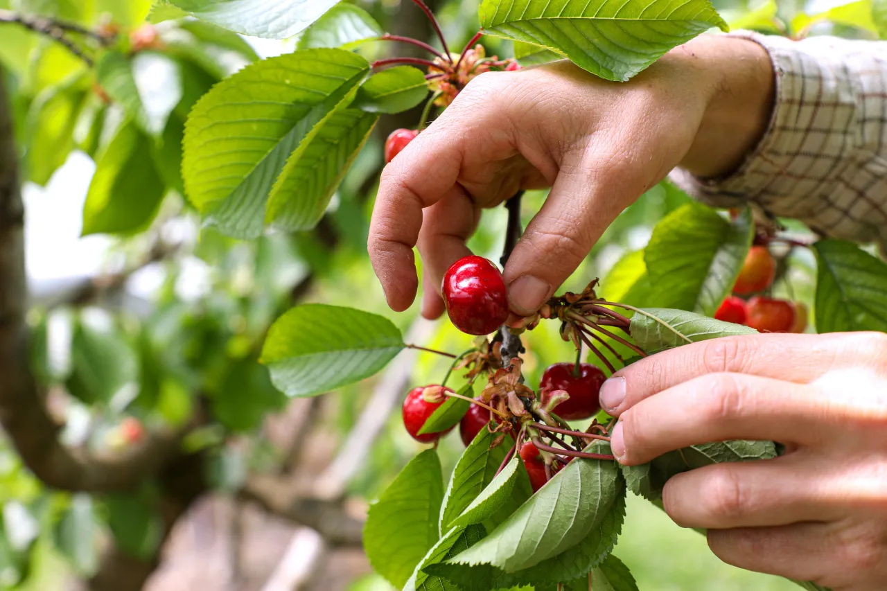 Montpellier : où cueillir ses fruits en direct chez les producteurs ...