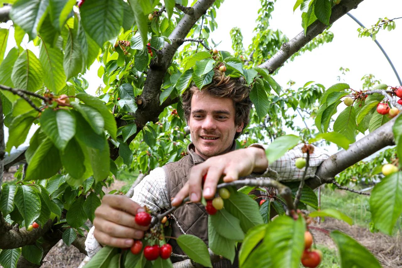 Montpellier : où cueillir ses fruits en direct chez les producteurs ...