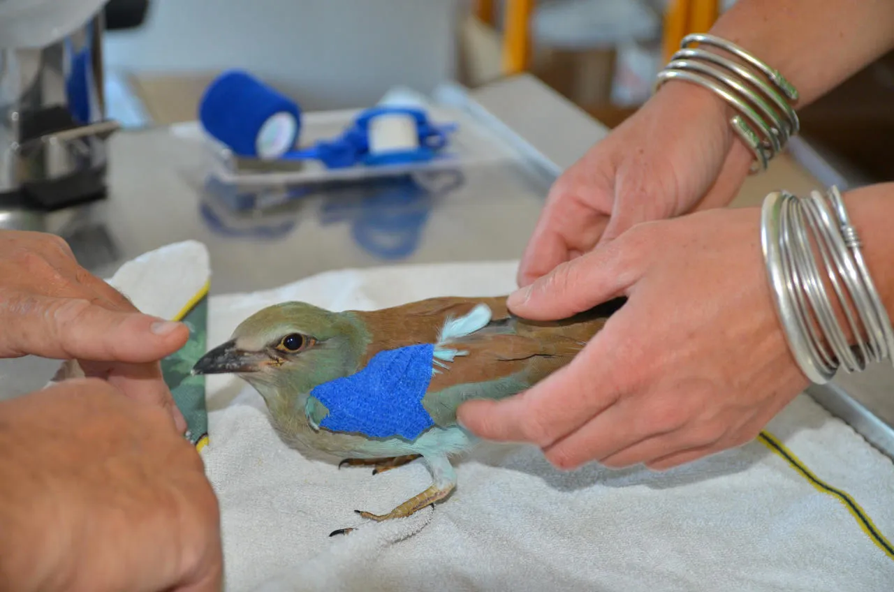 Oiseaux : le refuge de Villeveyrac réouvre ses portes le 11 mai | La ...