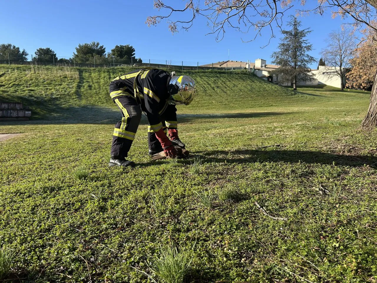 Les pompiers sauvent un rapace mal-en-point dans un cimetière à ...