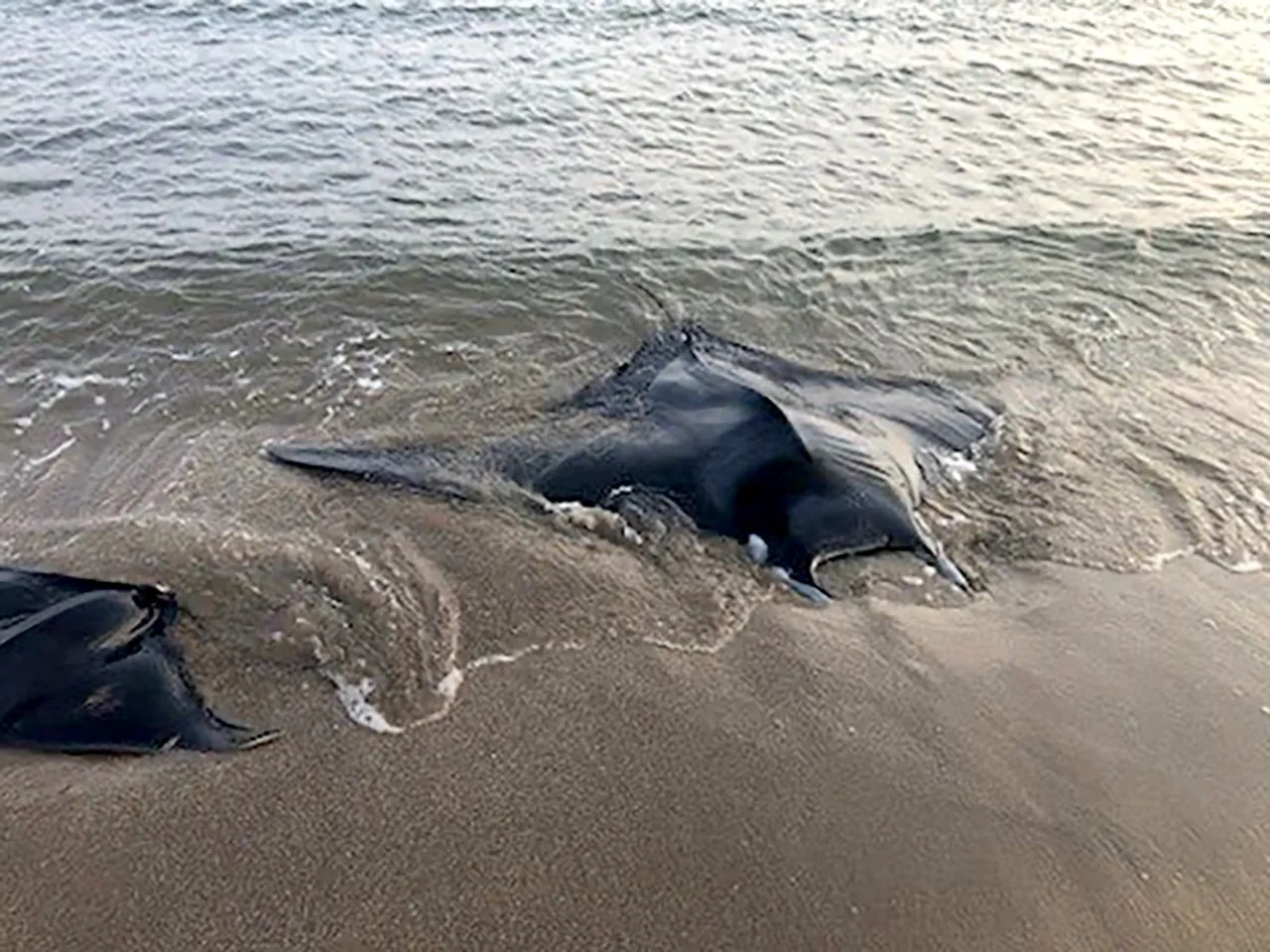 Pourquoi les raies s'échouent sur les plages de l'Hérault | La Gazette