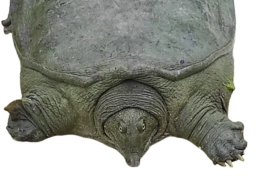 Montpellier. Une tortue à carapace molle dans le Lez | La Gazette
