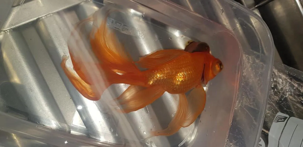 Chirurgie. Des vétérinaires gardois ont opéré Ernest, poisson rouge, d ...