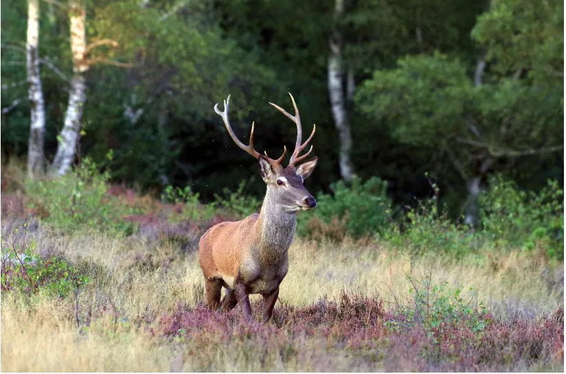 Aigoual. Brame du cerf : les visiteurs priés de laisser les cerfs se ...