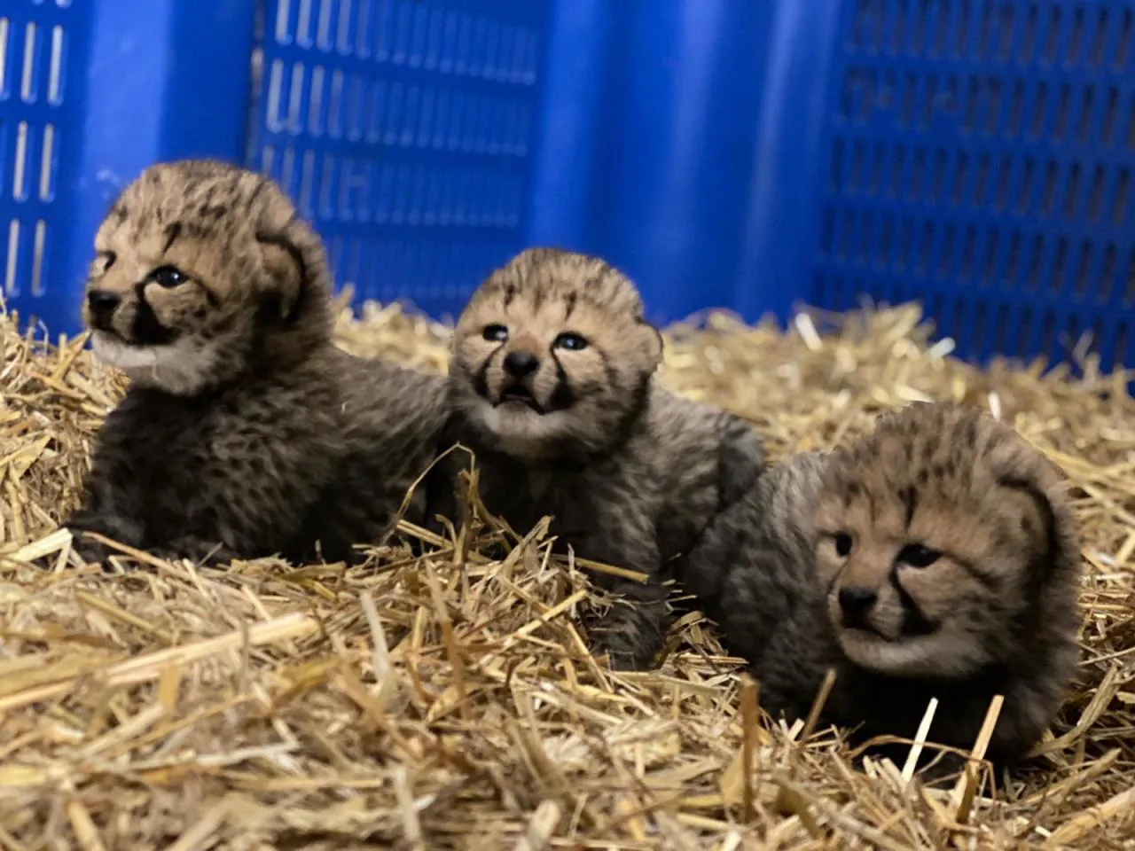 VIDÉO : naissance de trois bébés guépards au zoo de Montpellier | La Gazette